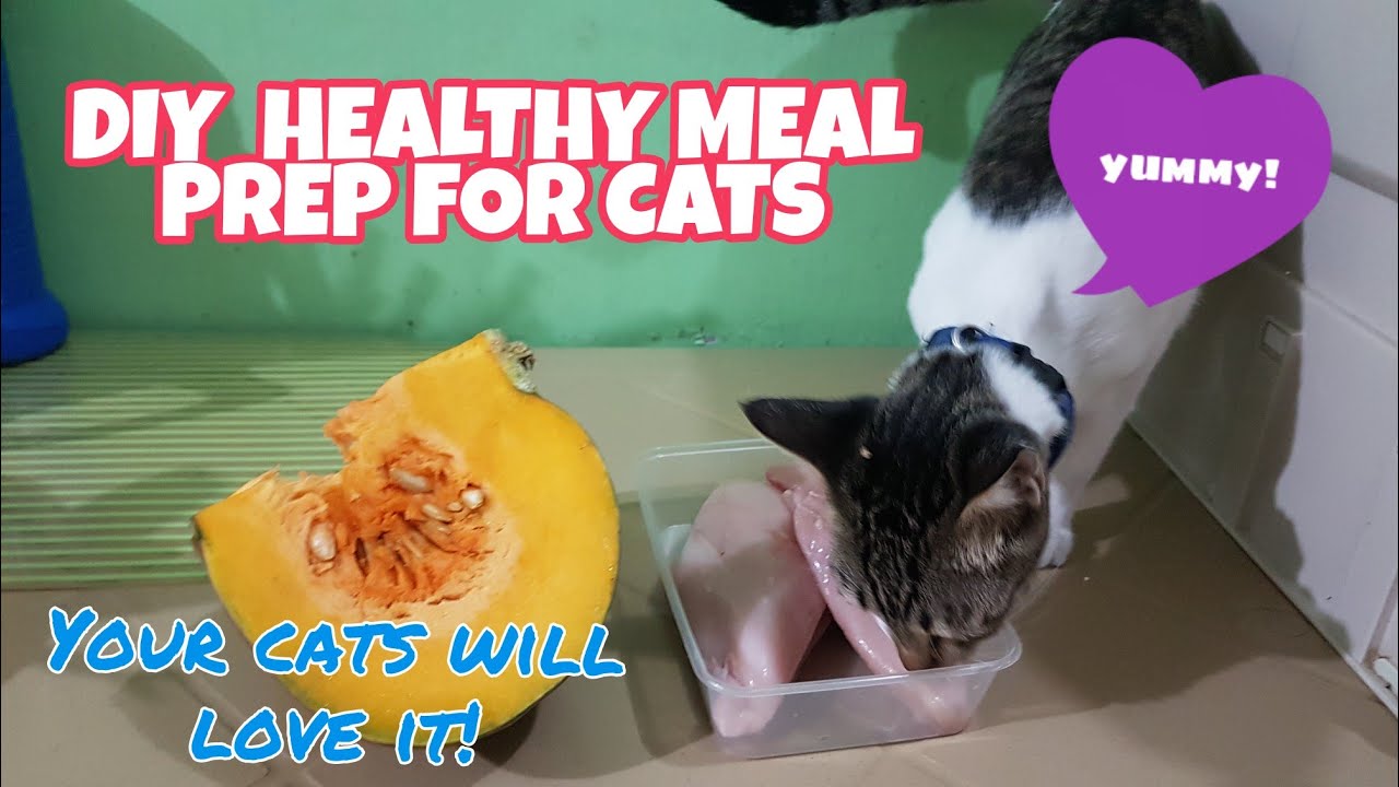 DIY MEAL PREP FOR CATS, IWAS UTI! - YouTube