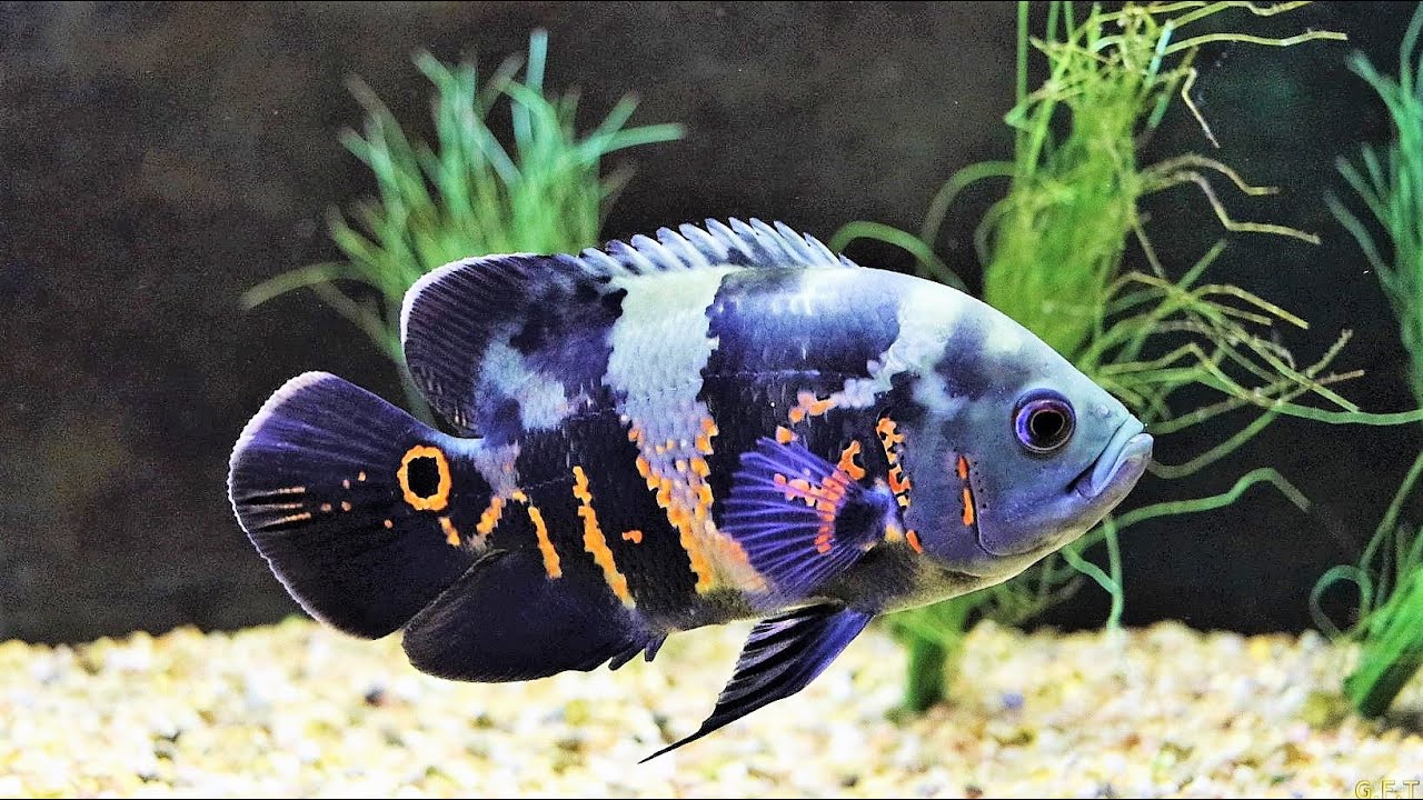 My brothers pet Oscar fish update - YouTube