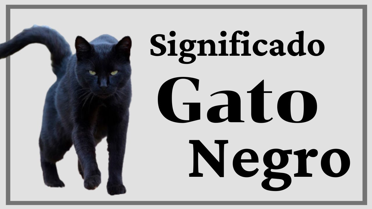 Significado de ver UN GATO NEGRO - YouTube