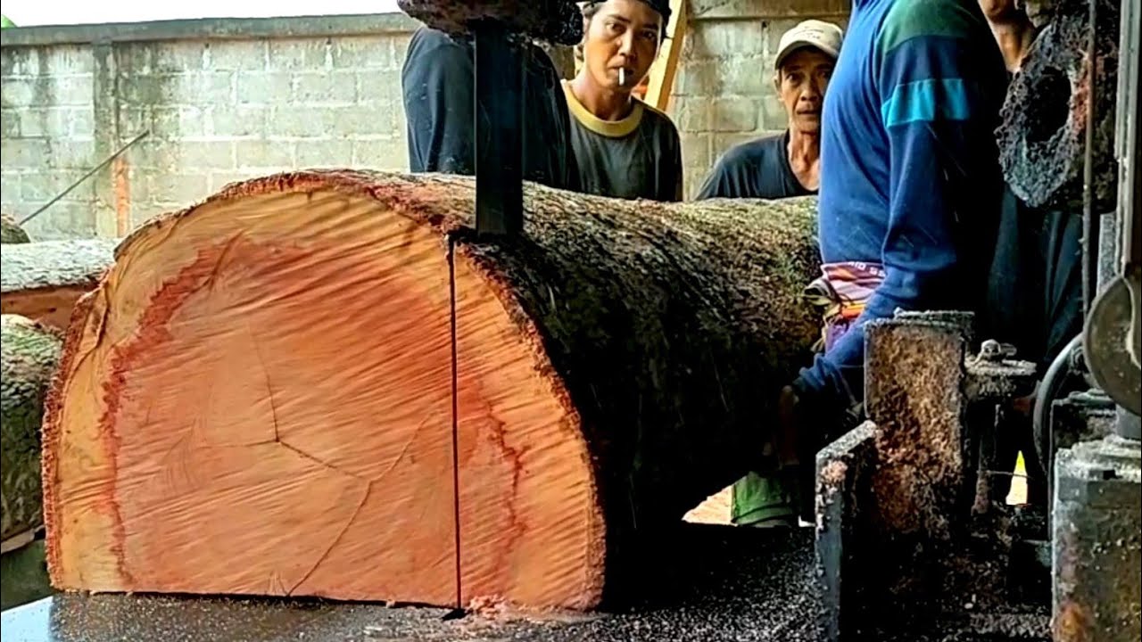 Charismatic,,,!! Cutting the Large Wadang Wood Using a Bandsaw36 Pandan ...