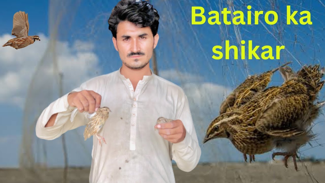 BATAIR KA SHIKAR PAKISTAN ME /QUAIL HUNTING IN PAKISTAN/BATAIR KI AWAZ ...