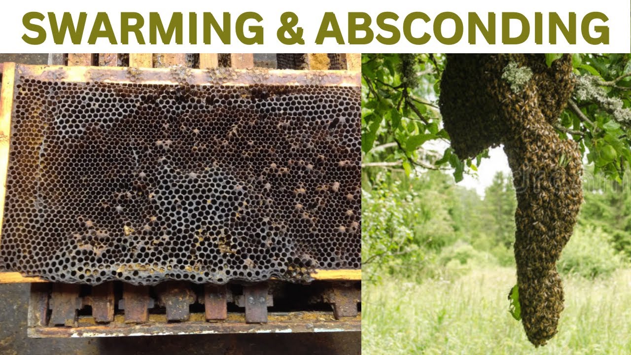 The Difference Between Swarming & Absconding - YouTube
