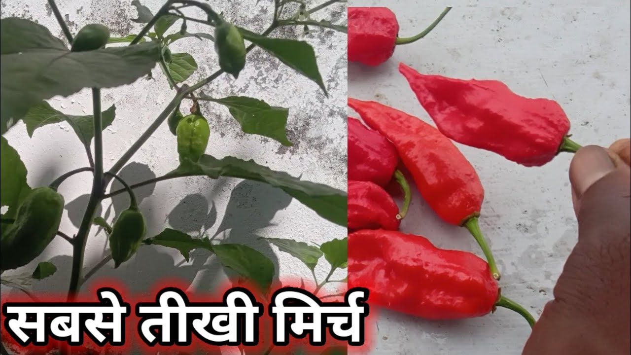 How to grow chilli paper. - YouTube