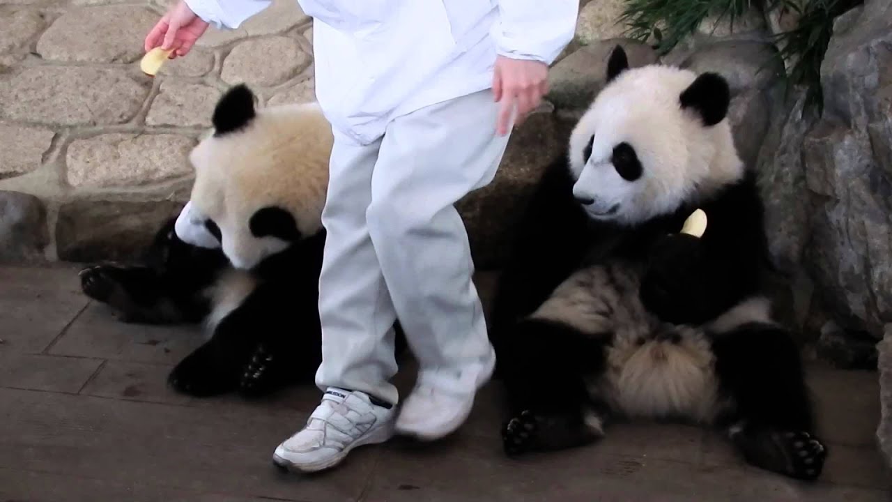 Giant Panda Cubs 桜浜 桃浜 Touhin and Ouhin Treat Time - YouTube