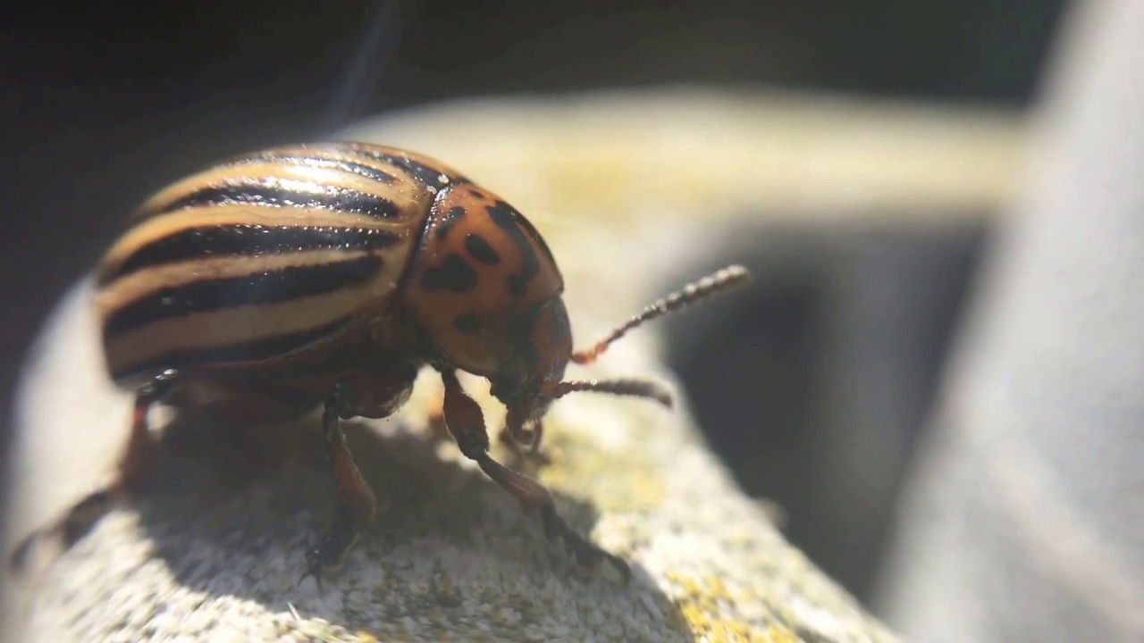 Coloradokever in de tuin. - YouTube