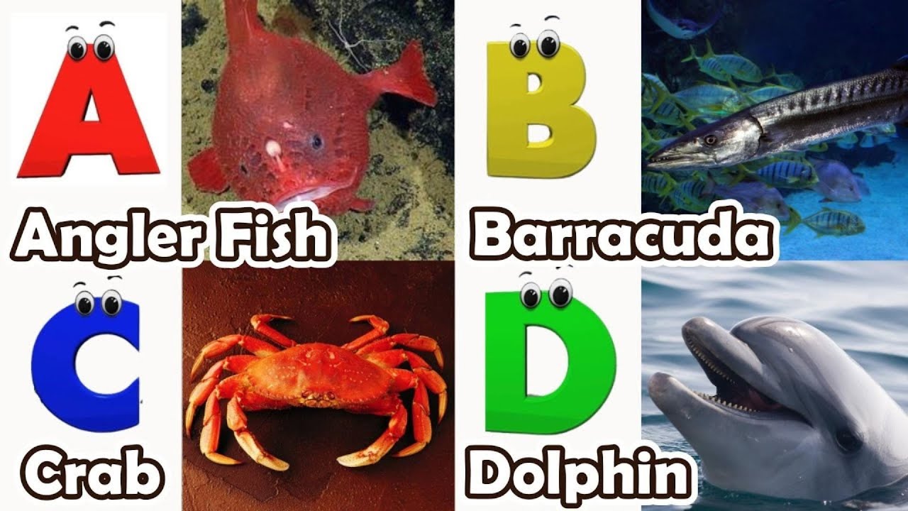 ABC Sea Animals | ABC Safari Animals 18TH1191 | Alphabet Animals Song ...