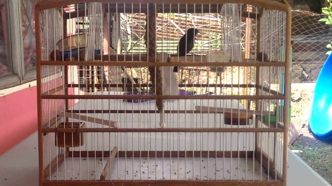 Bullfinch singing 2016 - YouTube