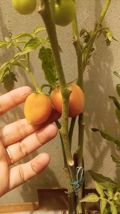 The easiest and most fruitful way to grow tomatoes at home for beginners - YouTube