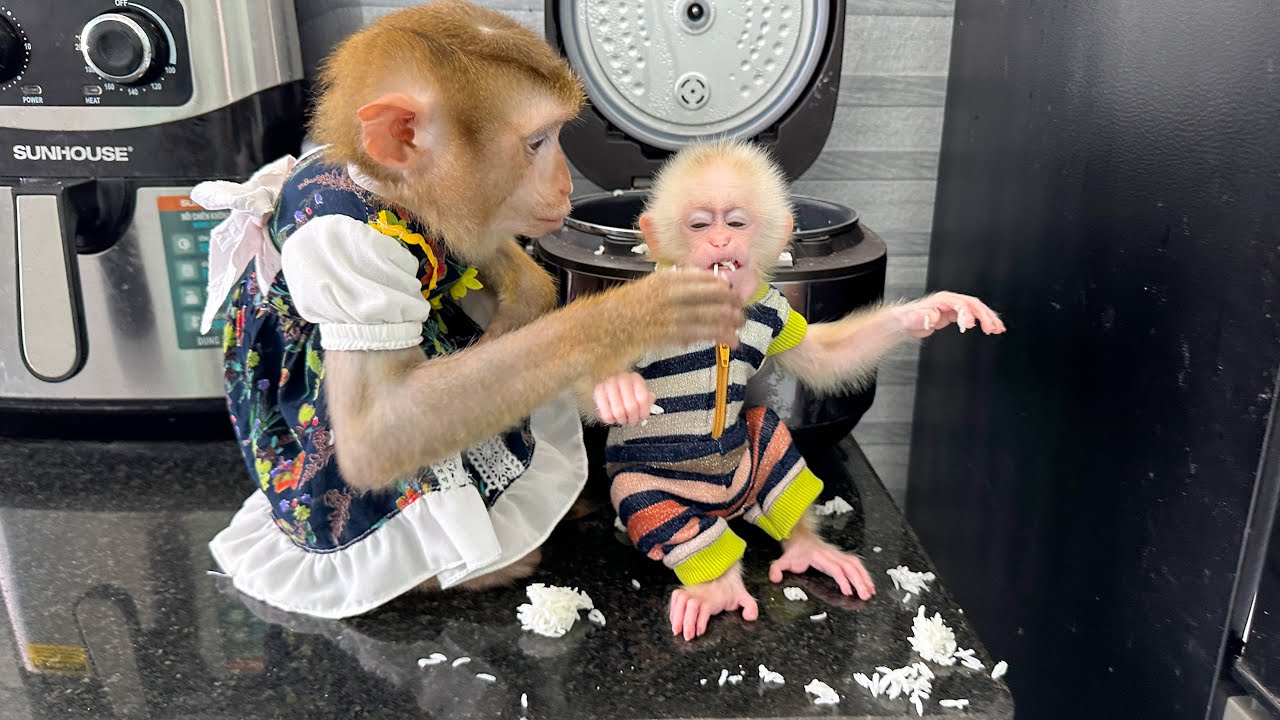 Hungry Monkey Kaka and Monkey Mit sneaked into the kitchen eat rice ...