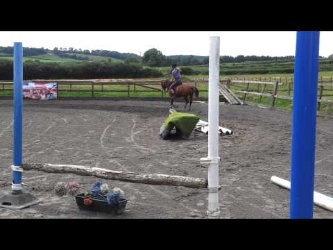 Yerbeston Darcy FOR SALE