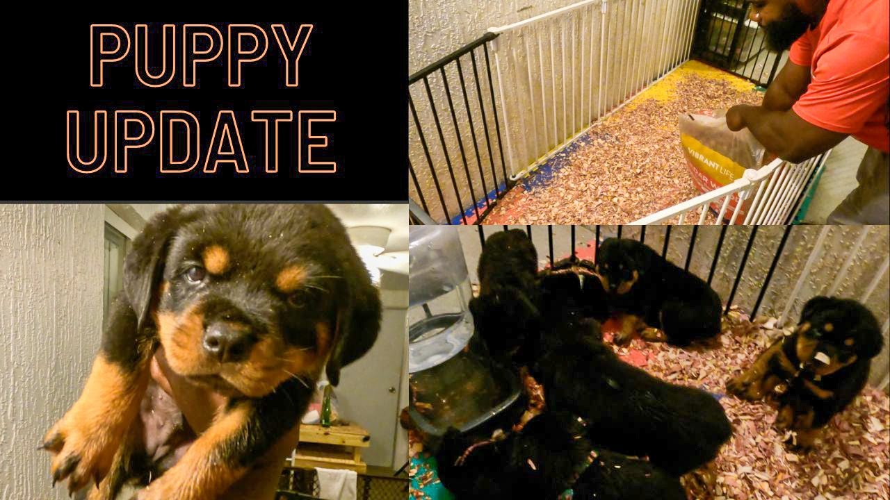 Puppy Update‼️ 🦍🎯🔥 - YouTube