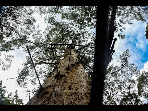 Walk to the Pemberton Gloucester Tree - YouTube