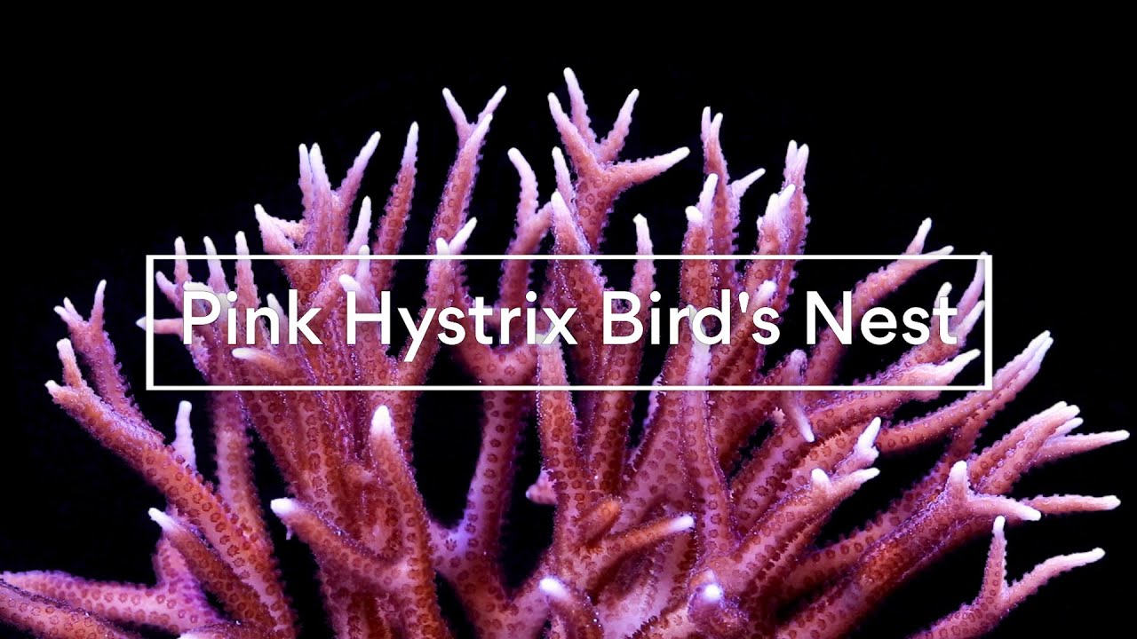 Pink Hystrix Bird's Nest - YouTube