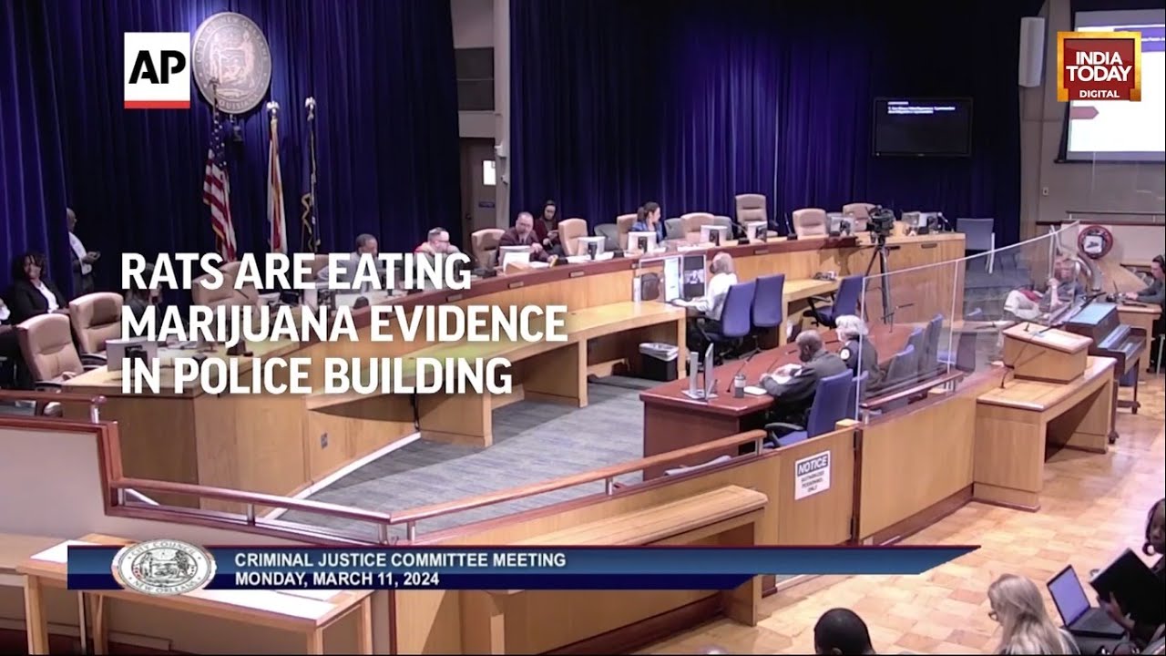 US News: Rats are eating marijuana evidence in New Orleans Police ...