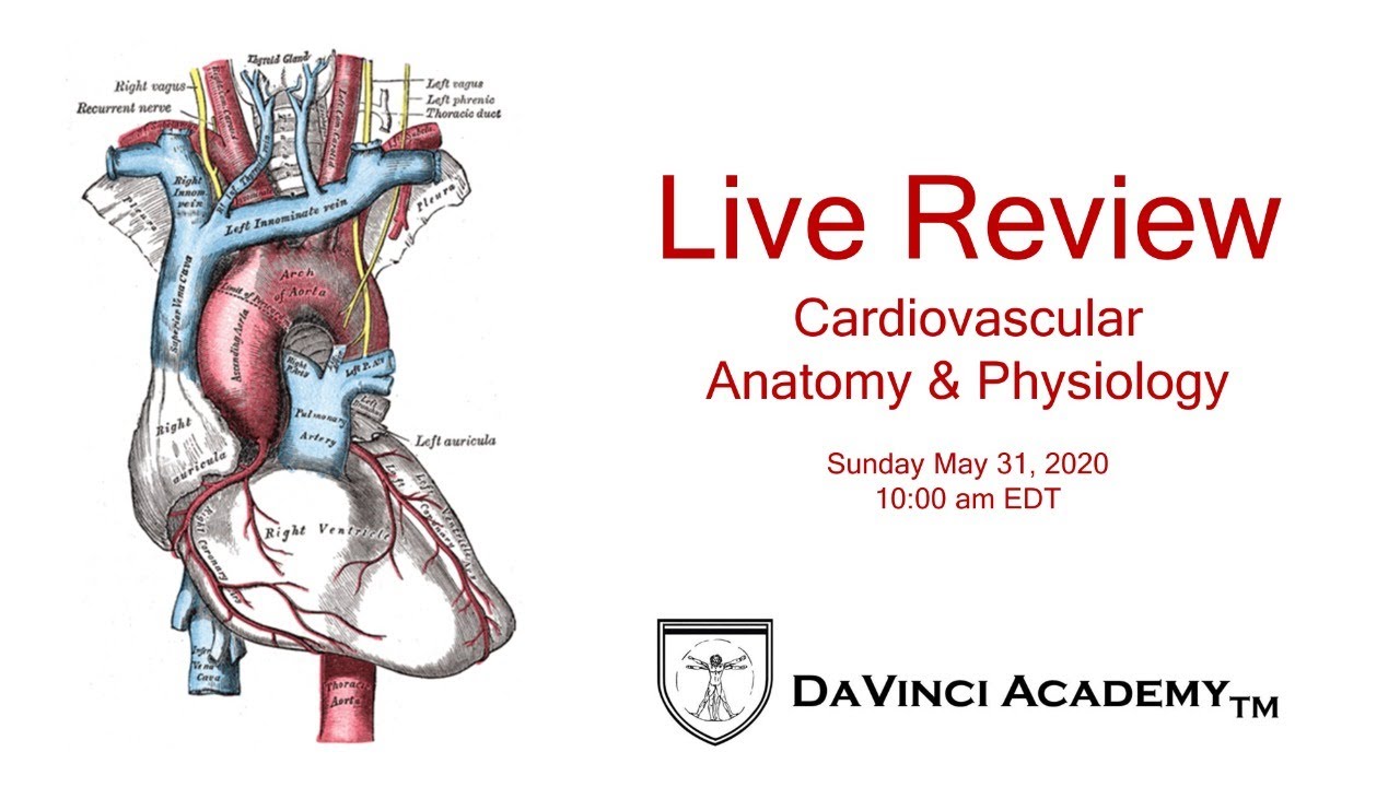 Live Review of Cardiovascular Anatomy & Physiology - YouTube