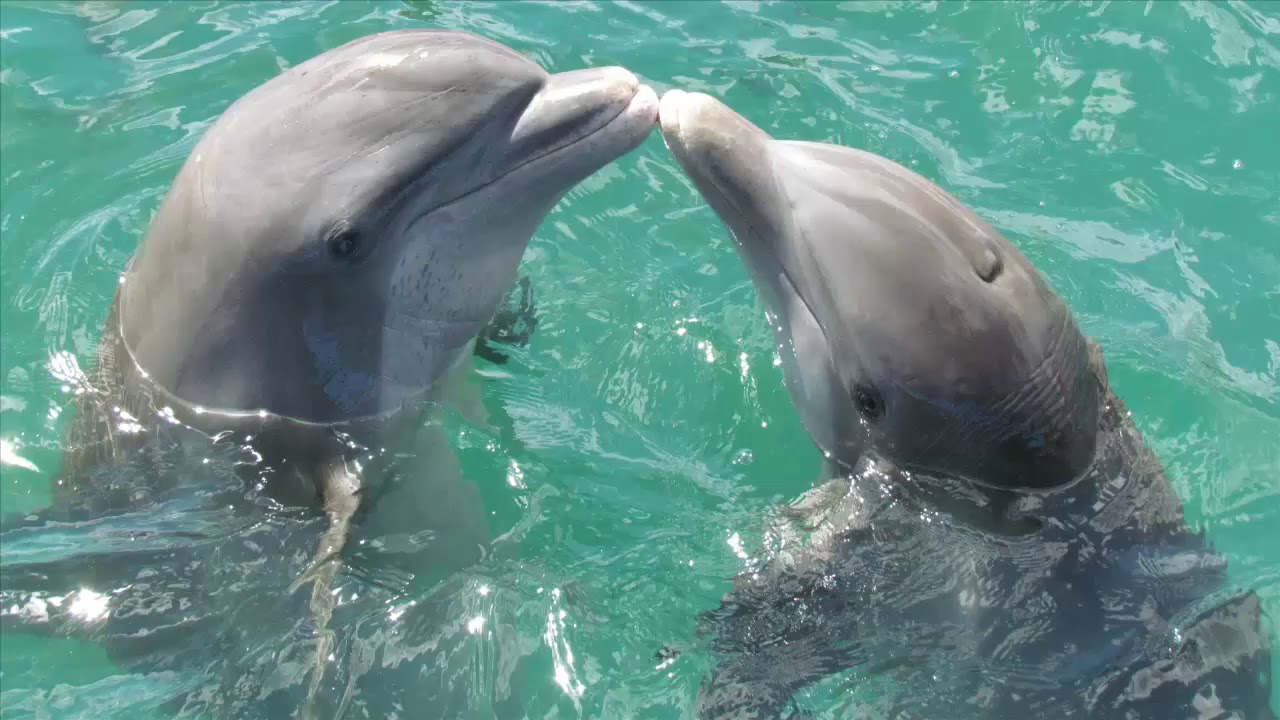 Relájate con sonidos de delfines/Relaxing with dolphin sounds - YouTube