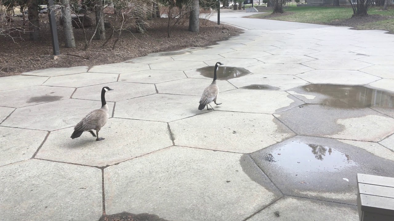 Aggressive Pair of Geese and Chasing off other Goose - YouTube
