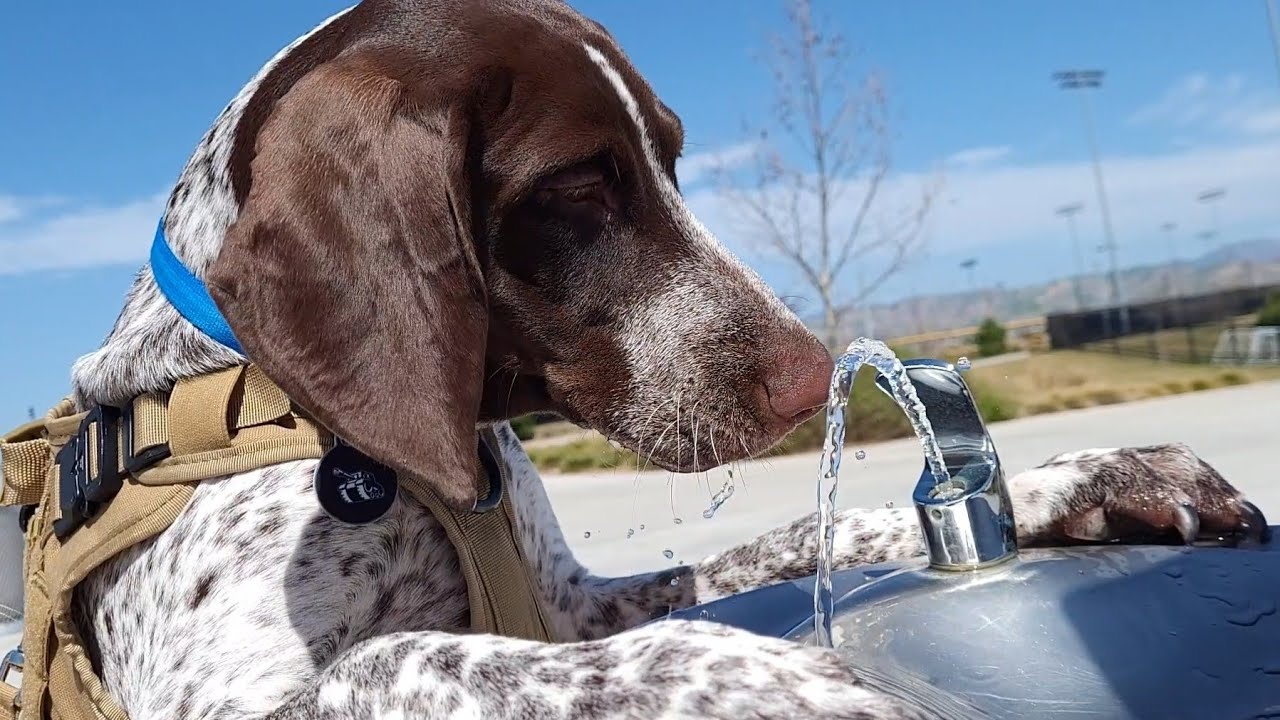 GSP puppy Panzer drinking water from fountain - YouTube