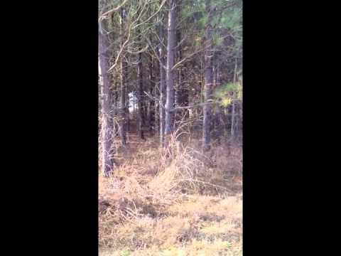 Beagles on Fire races on December 1,2012 - YouTube