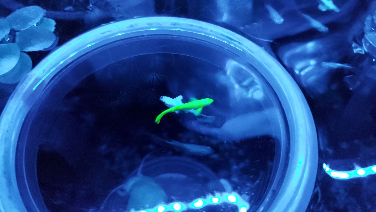 Luminous Fish - YouTube