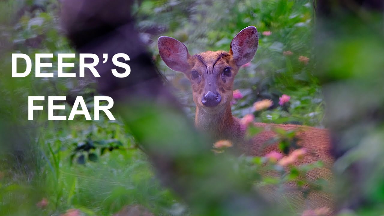 Deer's Fear: What frightened the deer? - YouTube