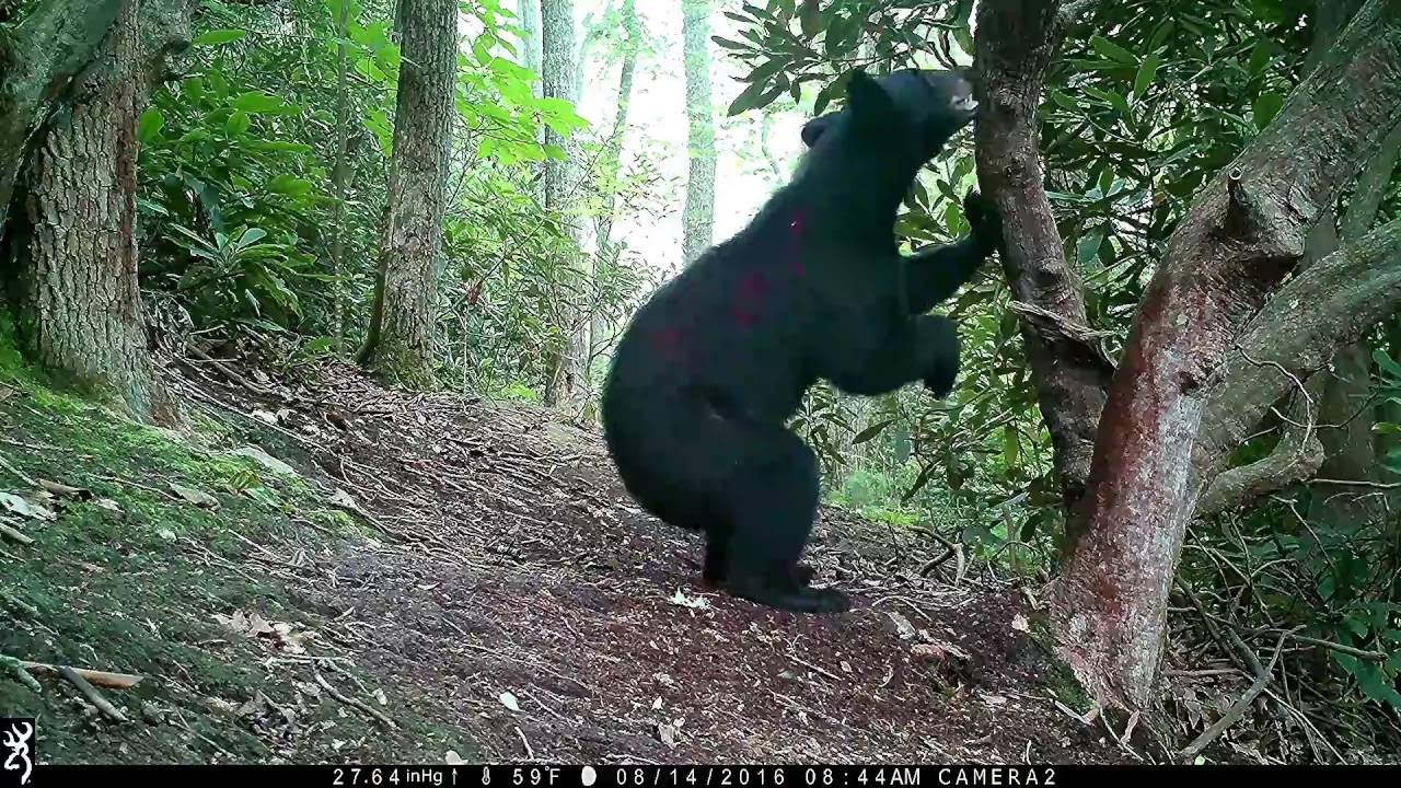 Appalachian Wildlife: Black Bears at the trail cams. - YouTube