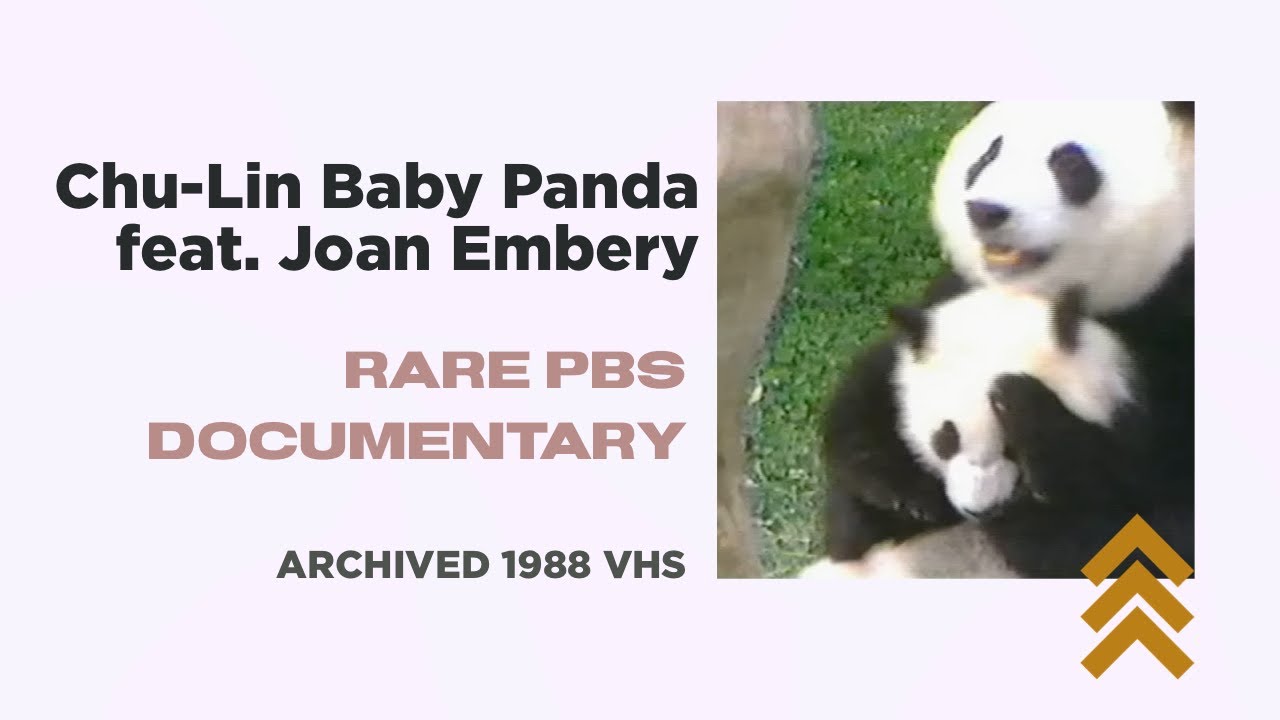 Chu-Lin Baby Baby Panda Documentary | Joan Embery | 1988 - YouTube