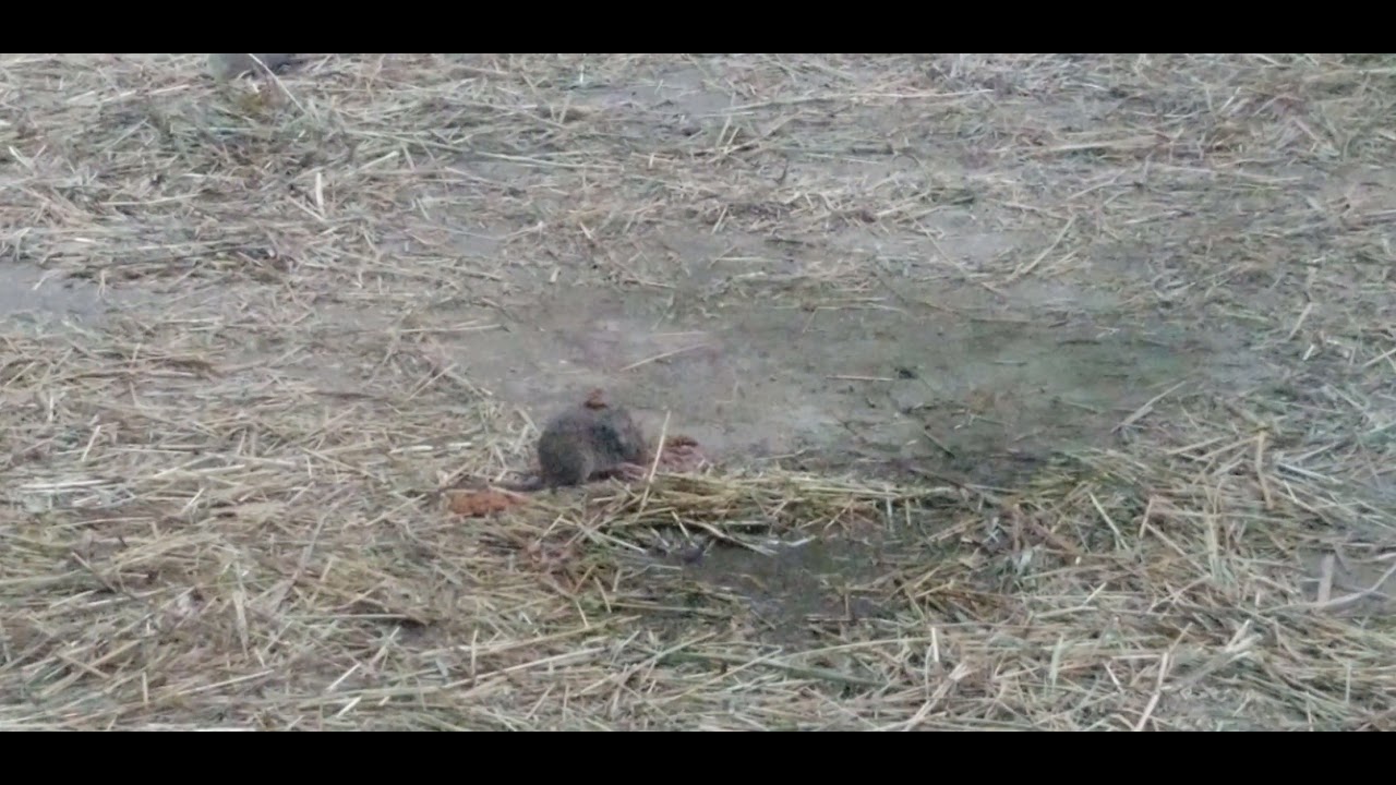 House mice (Mus musculus) in lemur enclosure @ Syracuse Zoo - YouTube