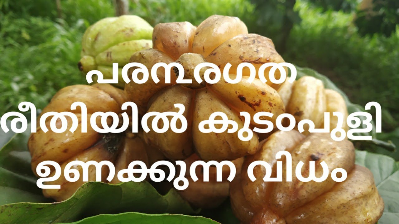 കുട൦പുളി ഉണക്കുന്ന വിധം/ Malabar tamarind/kudam puli unakunna vitham ...