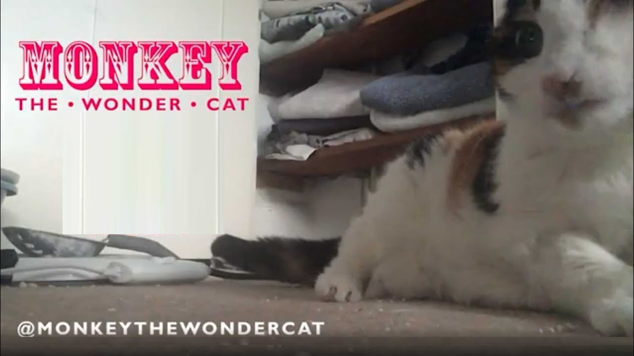 Monkey The Wonder Cat - 26 year old cat - channel intro - YouTube