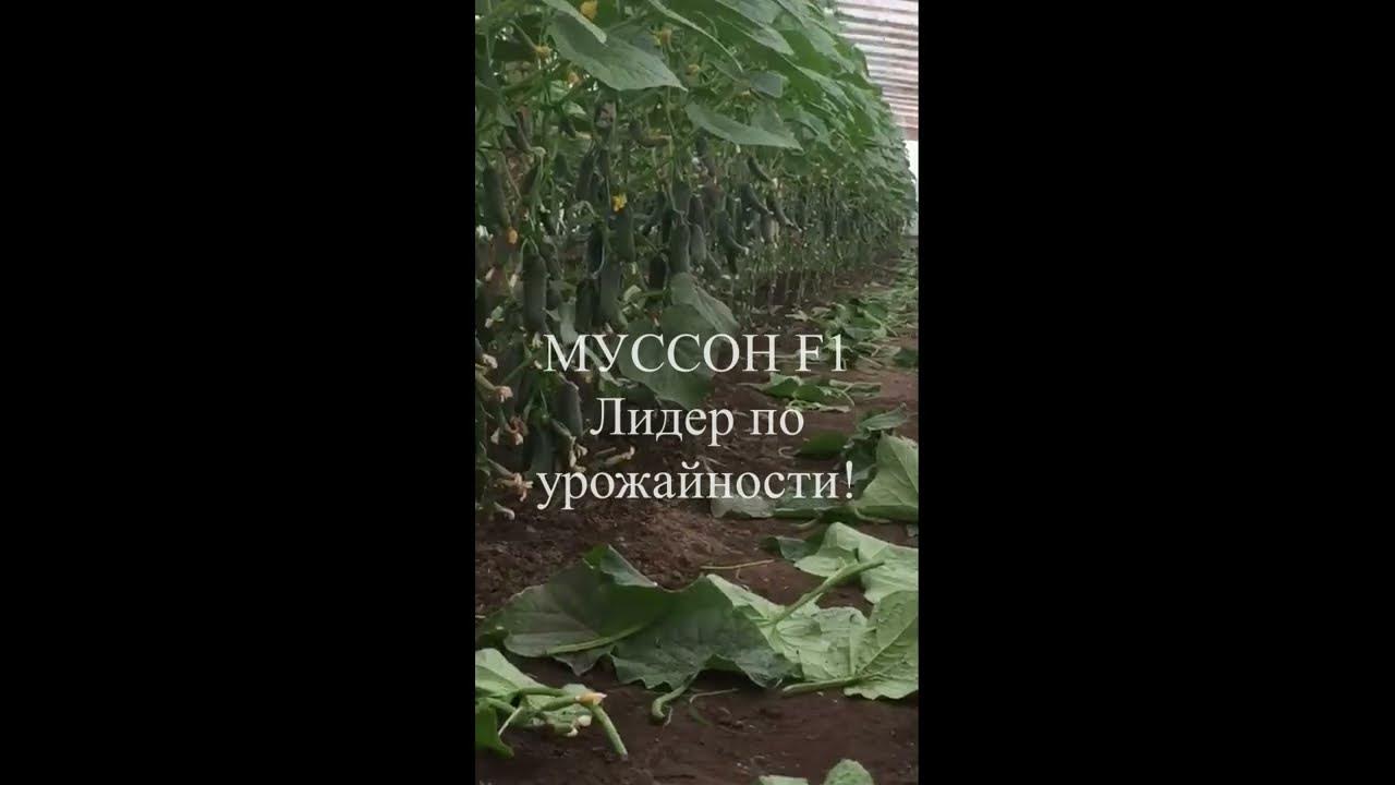 Огурец Муссон F1 - лидер по урожайности! - YouTube