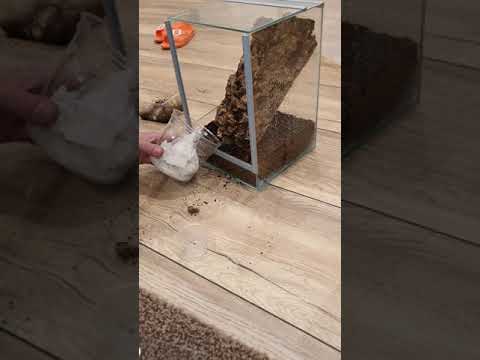Brazilian Wandering Spider Rehousing(Phoneutria nigriventer)