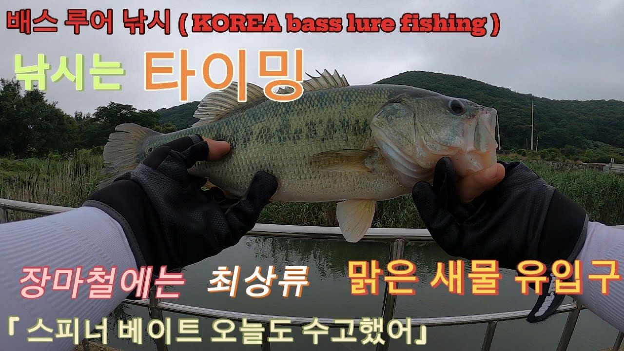 낚시는 타이밍이다 맑은물 최상류 새물유입구 배스 루어 낚시 korea bass lure fishing 완도호 스피너베이트 ...