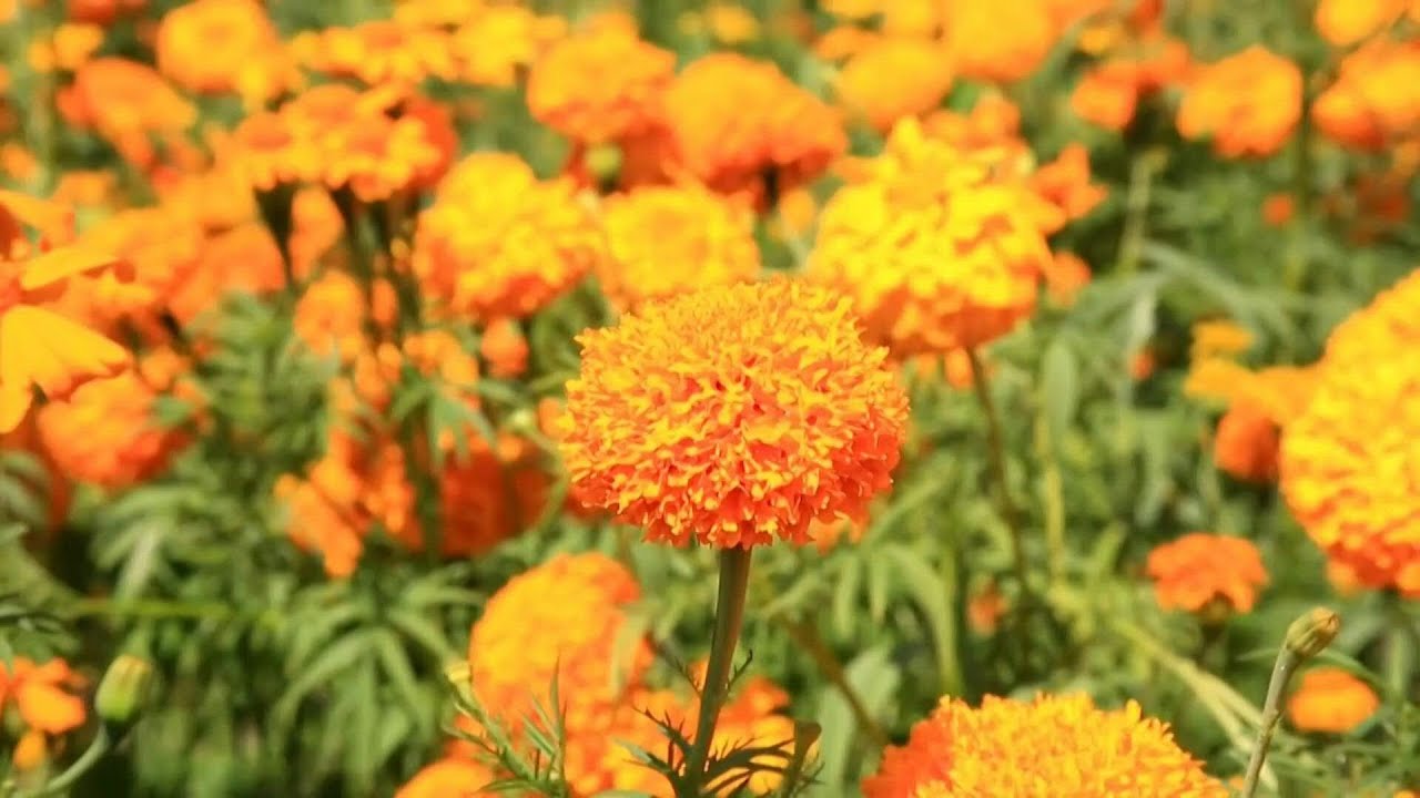 Mexican farmers cut cempasuchil flowers ahead of Day of the Dead | AFP ...