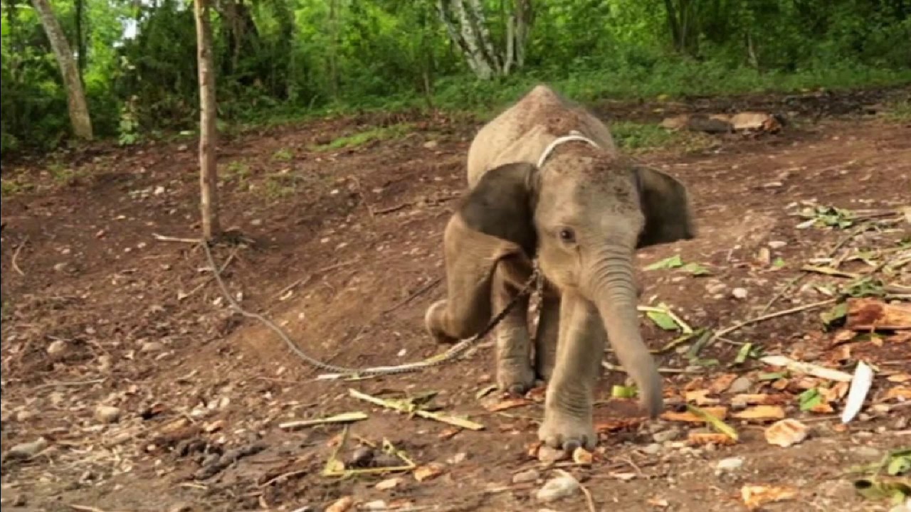 Stop Deforestation *Sad Slideshow* - YouTube