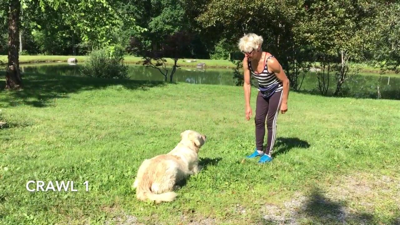AKC TRICK DOG NOVICE YouTube akc-trick-dog-novice-youtube