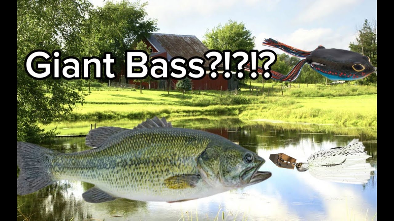 PRIVATE Pond Fishing for GIANT Bass! - YouTube