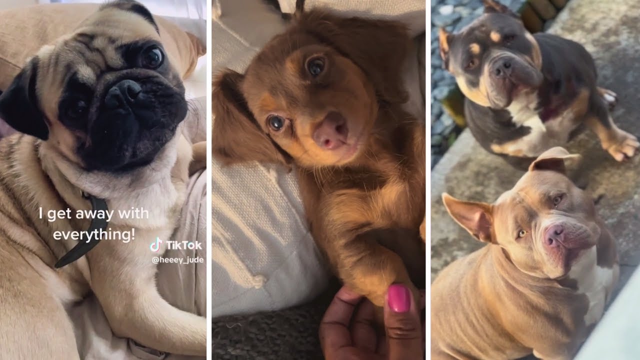 Top Dogs of the Week 🐕 Best Dog Videos Guaranteed to Brighten Your Day ...