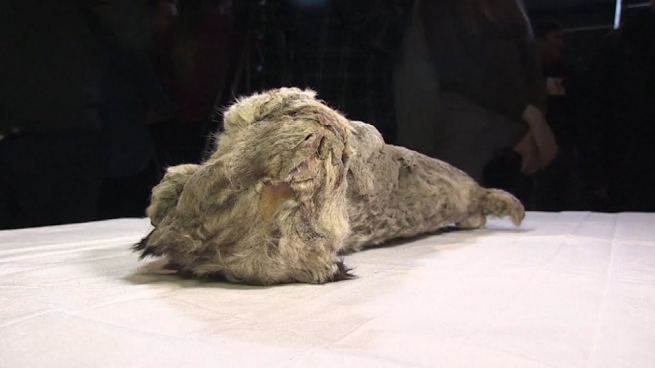 Frozen Lions Reveal Animal Kingdom of the Past - YouTube