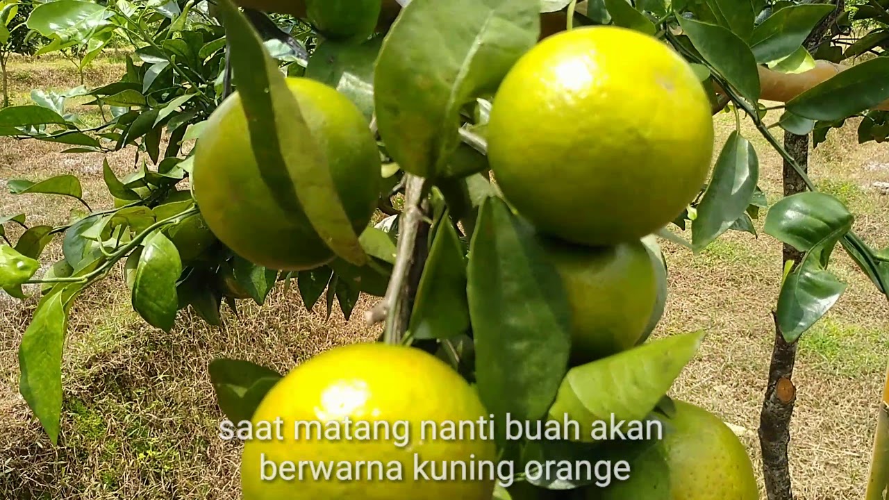 Perkebunan jeruk keprok RGL di Kec.Blado Kab.batang - YouTube