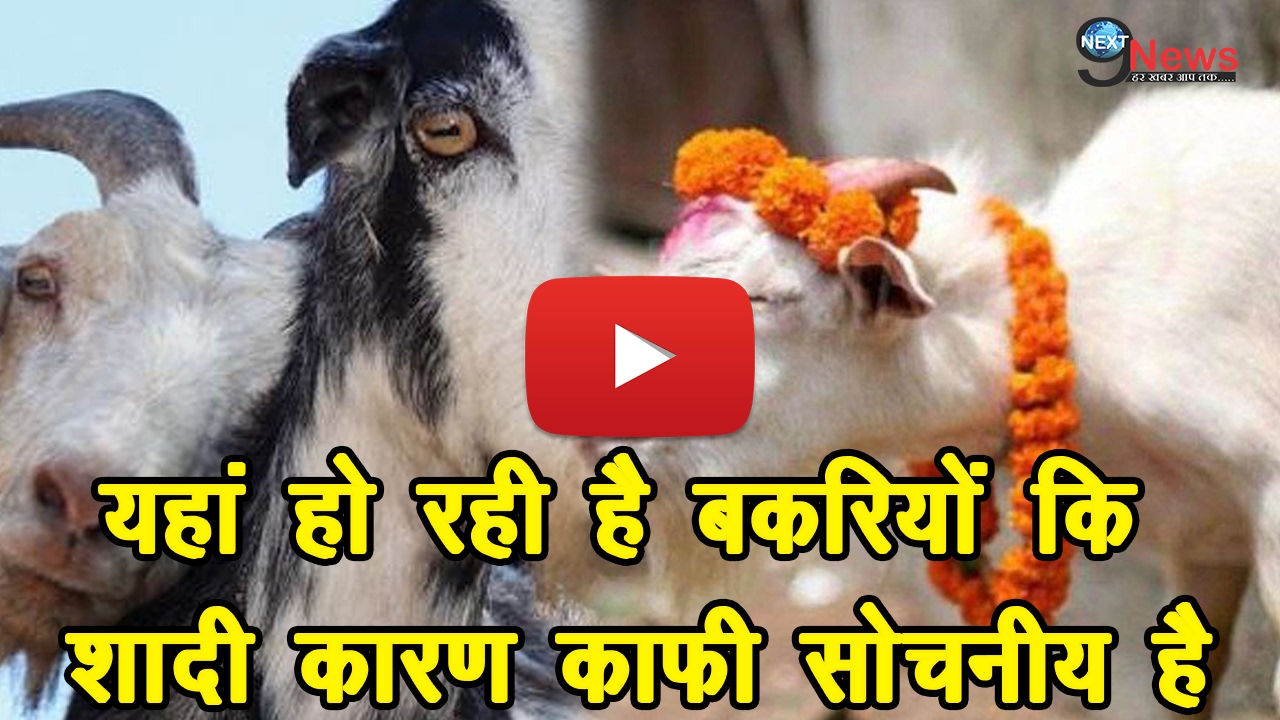यहां हो रही है बकरियों कि शादी, कारण काफी सोचनीय है… | SHOCKING: Goat ...