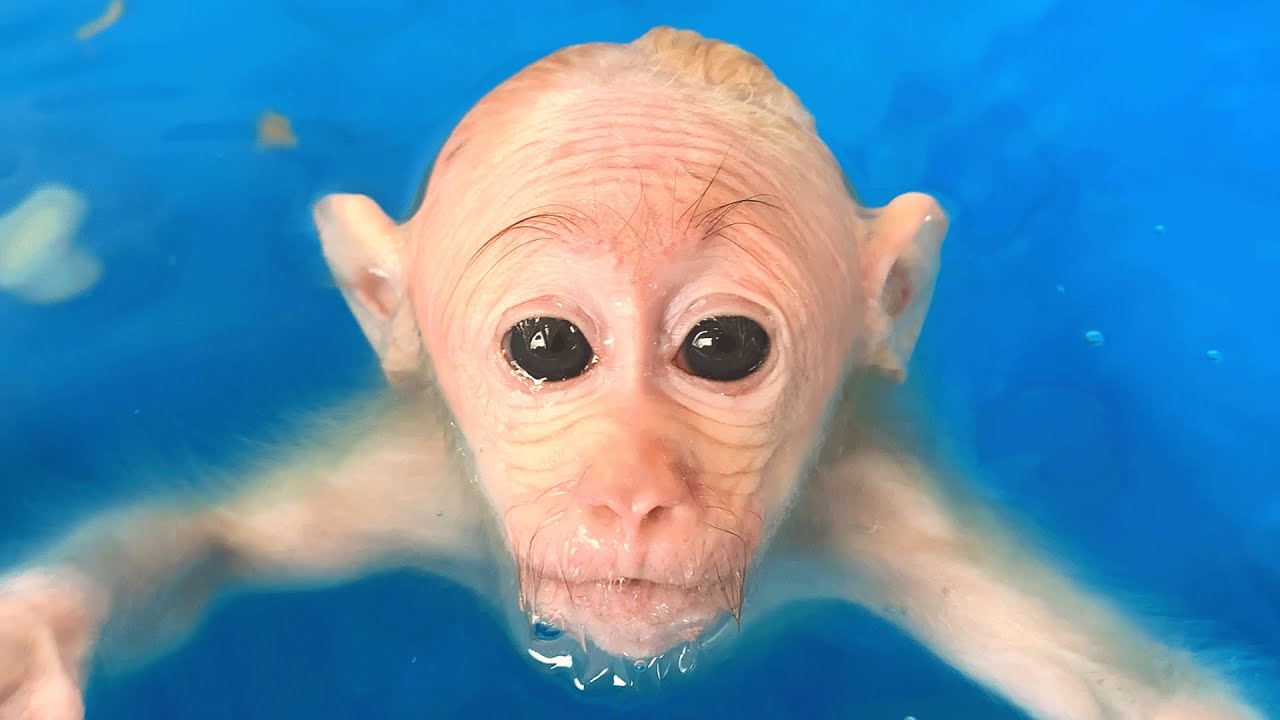 Bibi monkey loves to learn Swimming with Dad! Hold breath 50s (Session ...