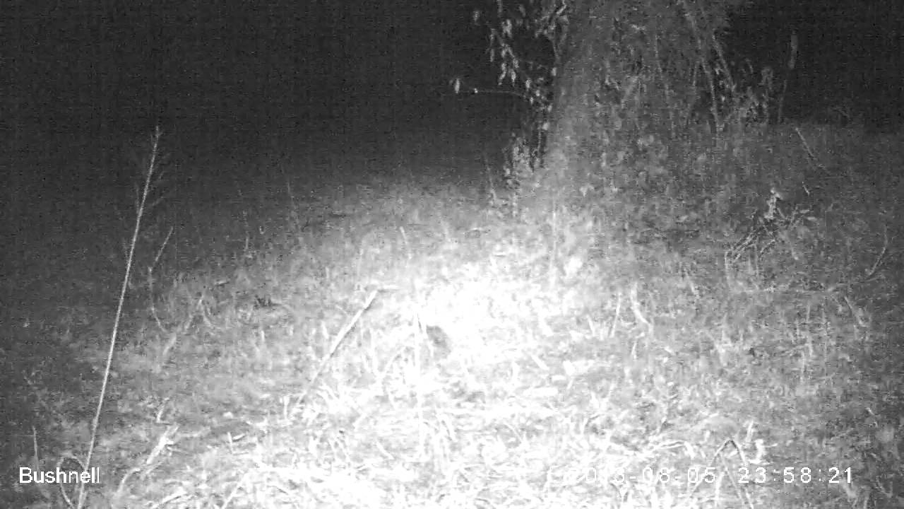 Serval Cat Climbing up a Tree - YouTube