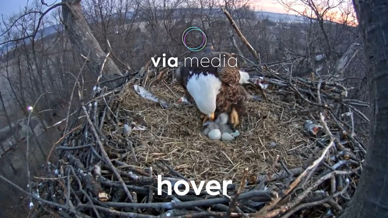 The Scriptaural Project | hover - YouTube