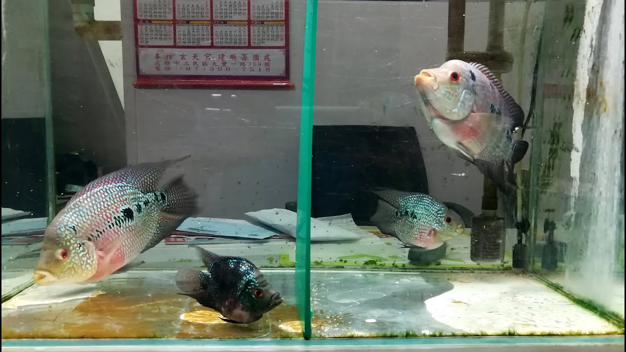 short body flower horn｜Short body Flowerhorn cichlid pair｜羅漢魚配對｜產卵前的羅漢魚 ...