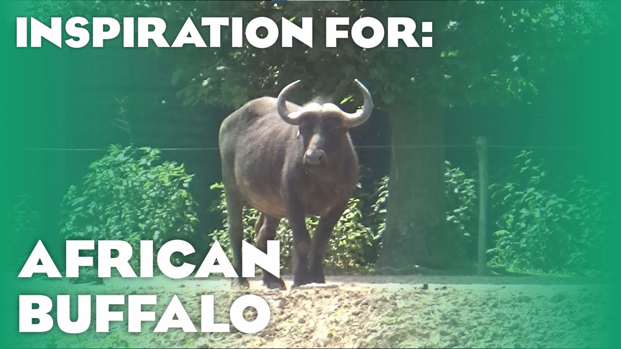 3 Real African Buffalo Habitats! (Planet Zoo Inspiration) - YouTube