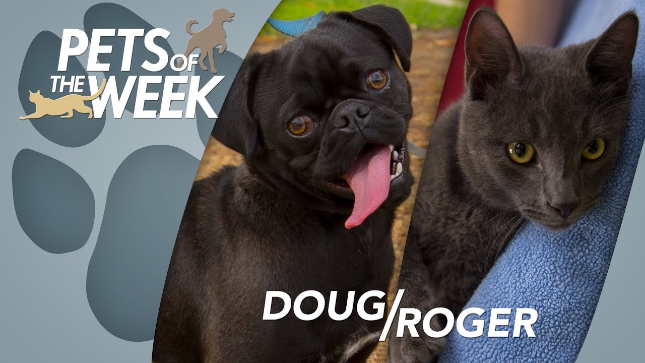 Pets of the Week S03 E18 Doug & Roger - YouTube