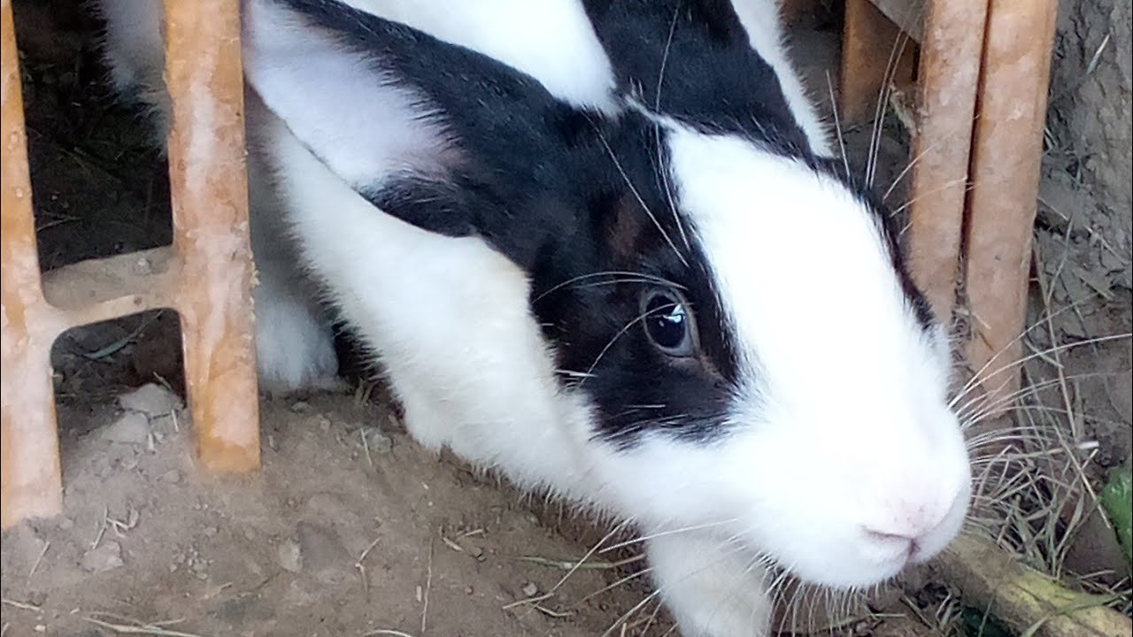 Animal hub - YouTube