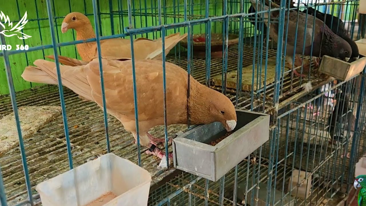 german beauty homer pigeons feeding in morning - YouTube
