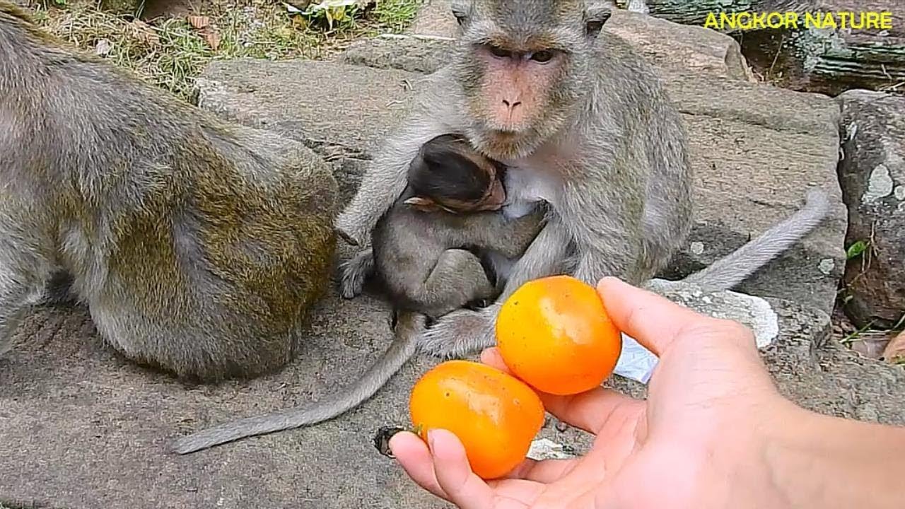 I feed some tomato to Merry and Maci, Update baby monkey Maci today ...